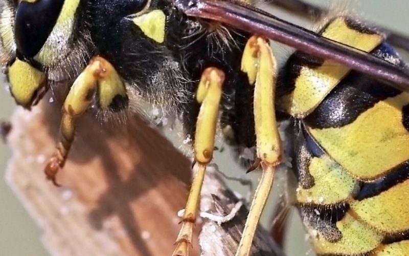 Wasps, friend or foe? - Gardening Tips & Advice UK