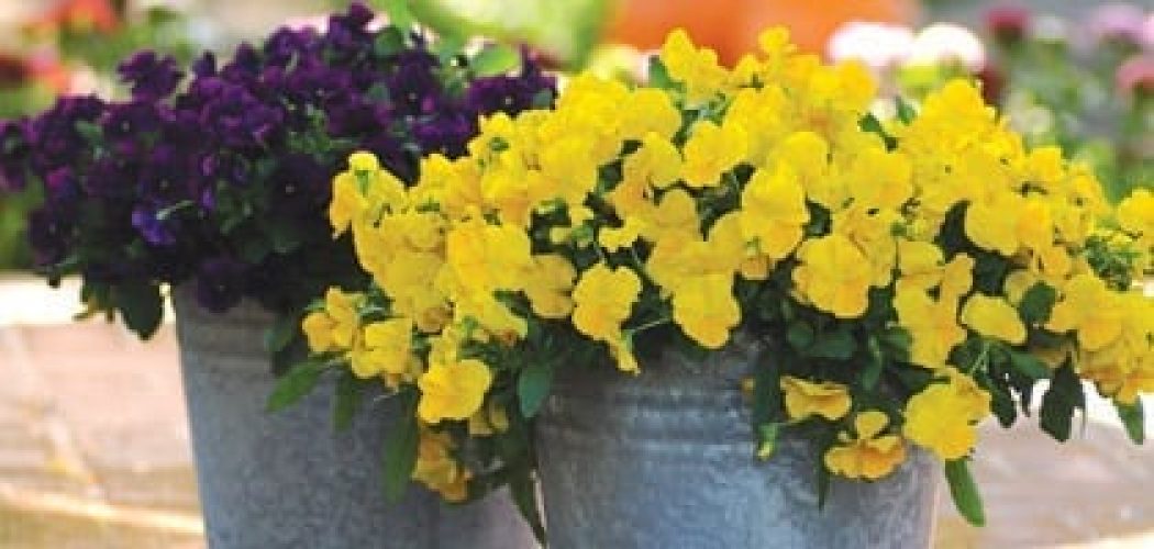 Colour For 7 Months Gardening Tips Advice UK Colour For 7 Months Gardening Tips Advice UK